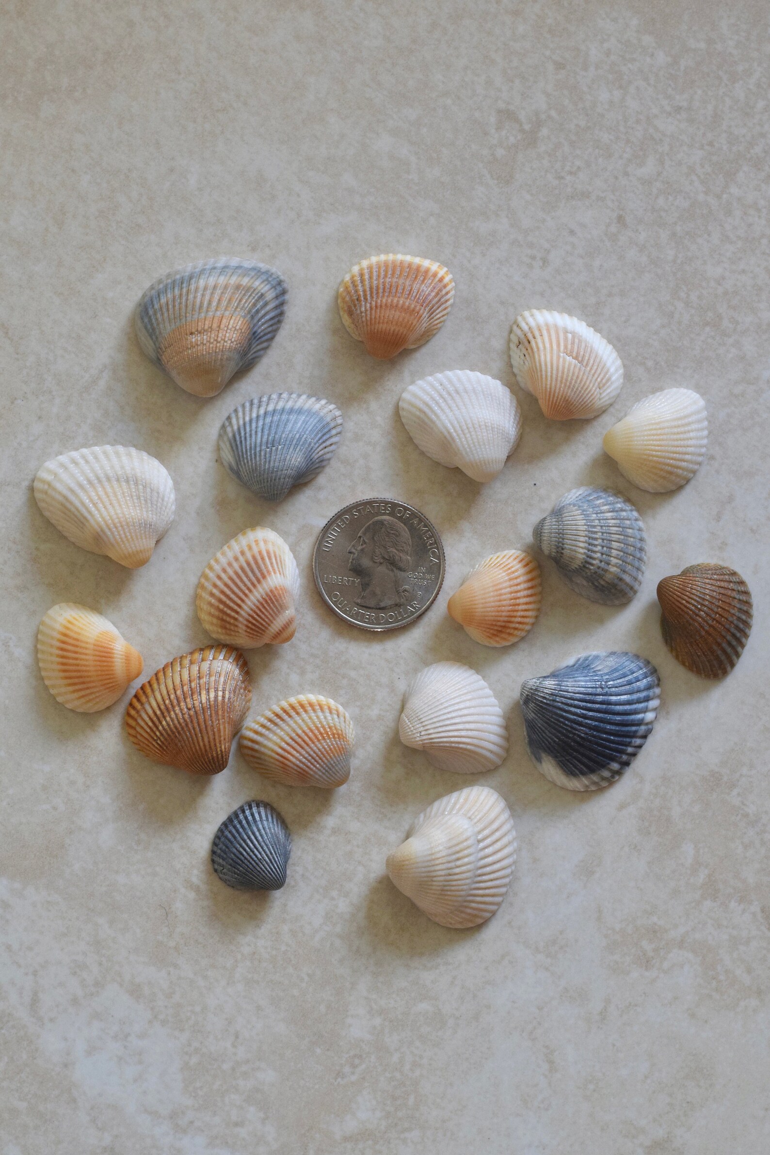 Seashells for Crafts Beach Craft Supplies Handpicked - Etsy