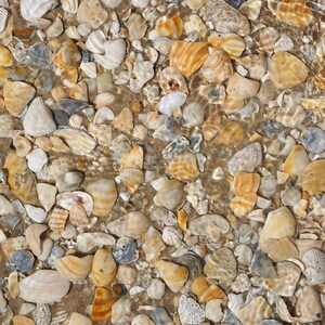Seashell Fragments * Seashell Pieces * Coastal Decor Supplies ...
