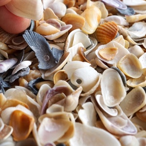 Coquina Seashell Craft Mix * Whole and Crushed Coquina Shell Assortment ...