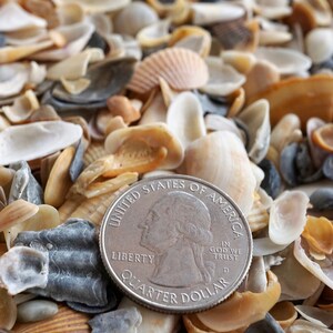 Coquina Seashell Craft Mix * Whole and Crushed Coquina Shell Assortment ...