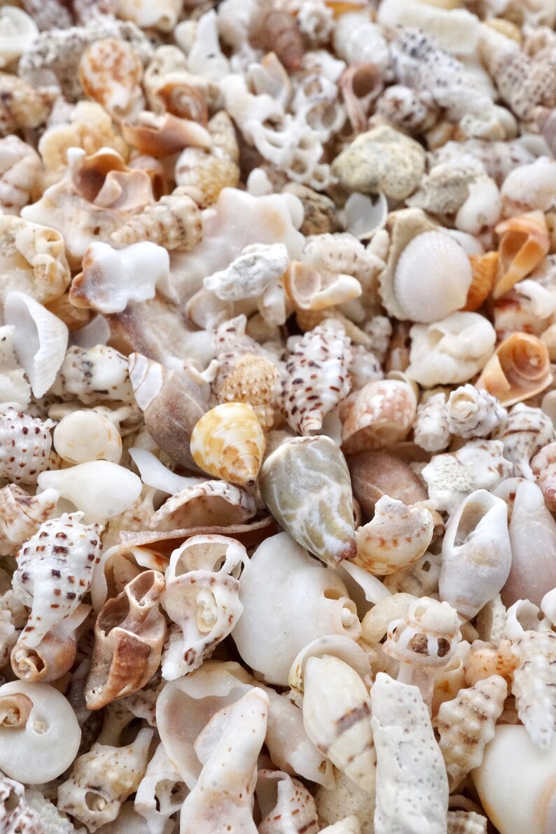 Tiny Seashell Craft Mix Seashells for Fairy Garden - Etsy