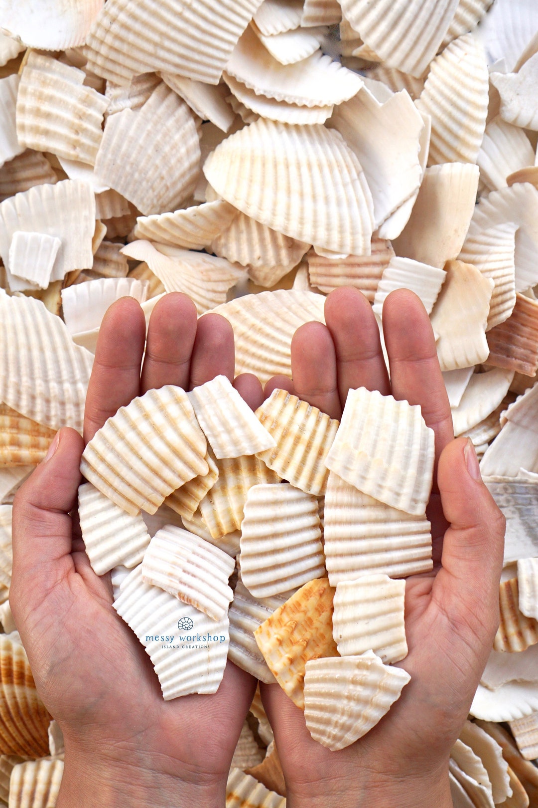 Seashell Fragments Seashell Pieces Coastal Decor Supplies - Etsy