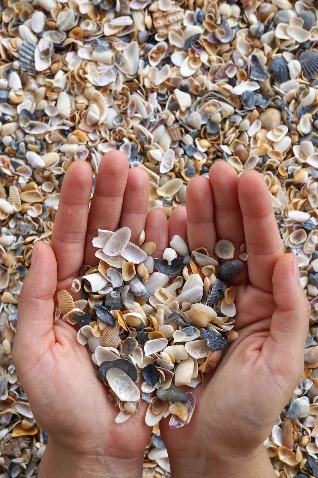 Coquina Seashell Craft Mix * Whole and Crushed Coquina Shell Assortment ...