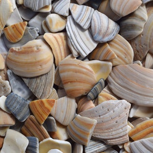 Seashell Fragments * Seashell Pieces * Coastal Decor Supplies ...