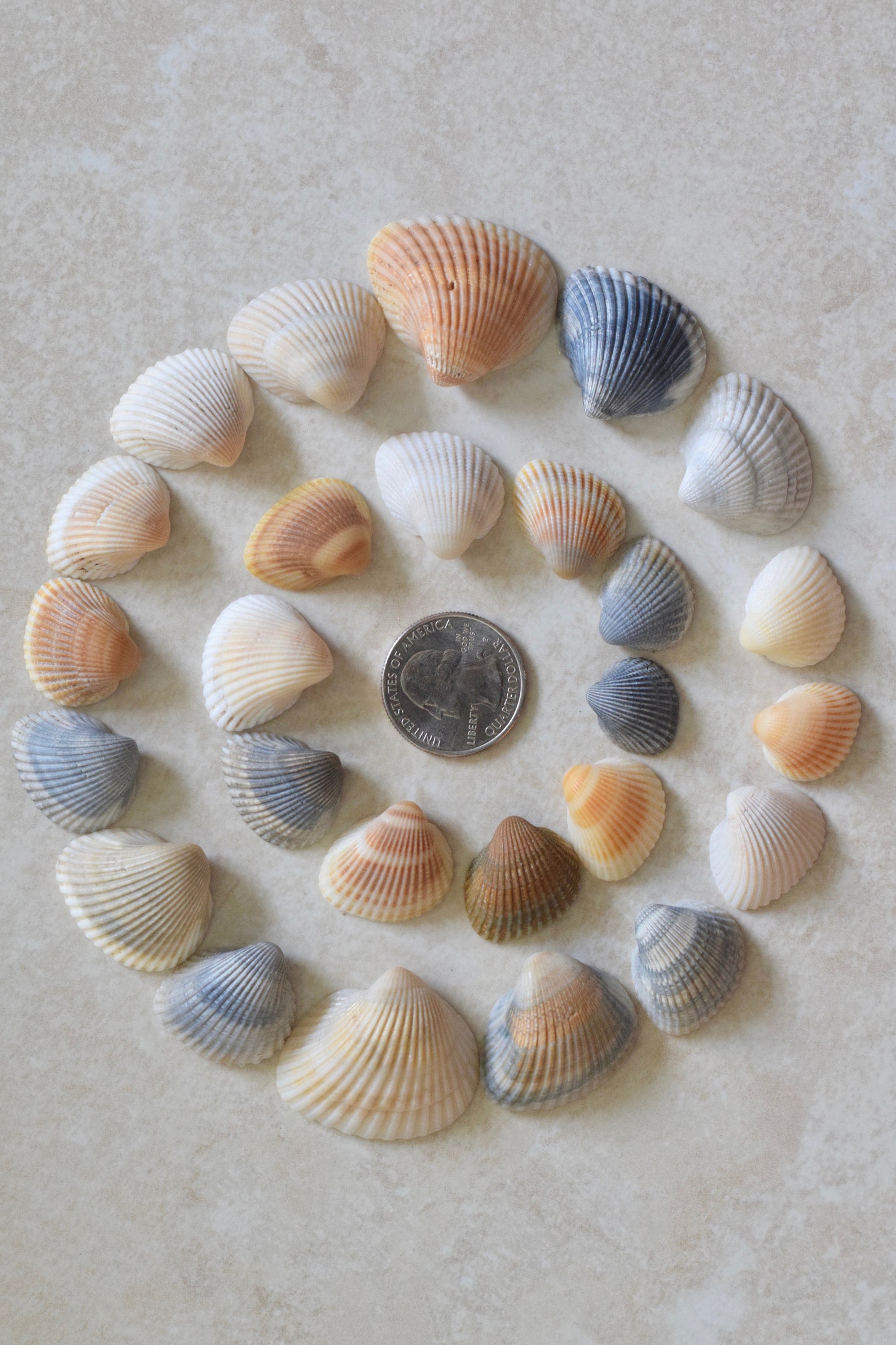 Seashells for Crafts Beach Craft Supplies Handpicked - Etsy