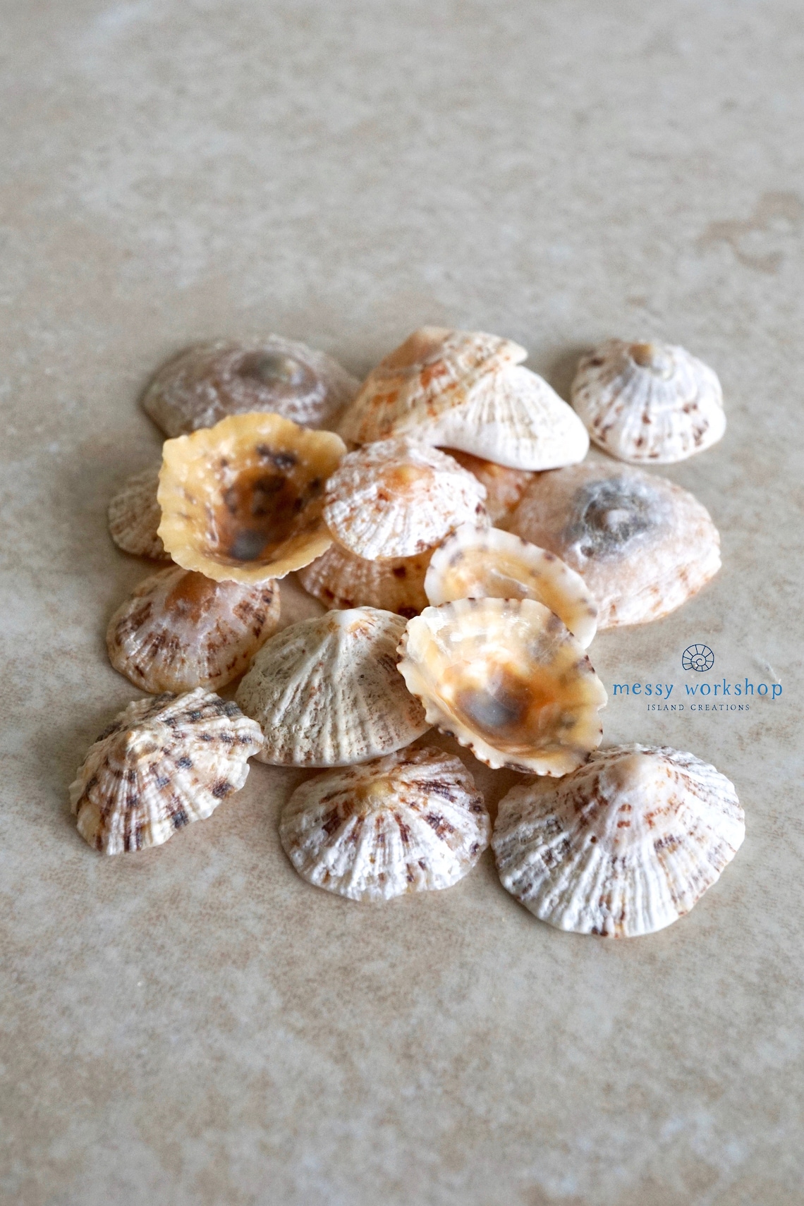 Petite Seashell Craft Mix * Miniature Seashells for Crafts * Tiny ...