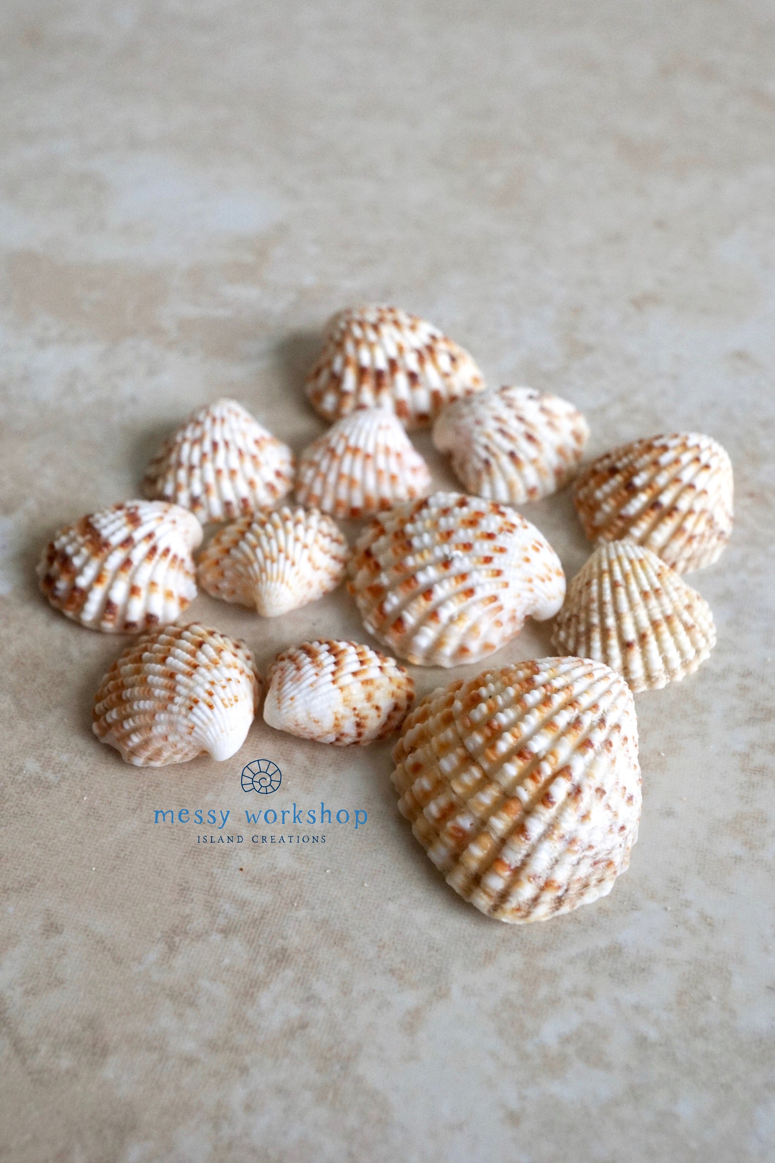 Petite Seashell Craft Mix * Miniature Seashells for Crafts * Tiny ...