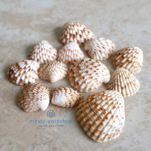 Petite Seashell Craft Mix * Miniature Seashells for Crafts * Tiny ...