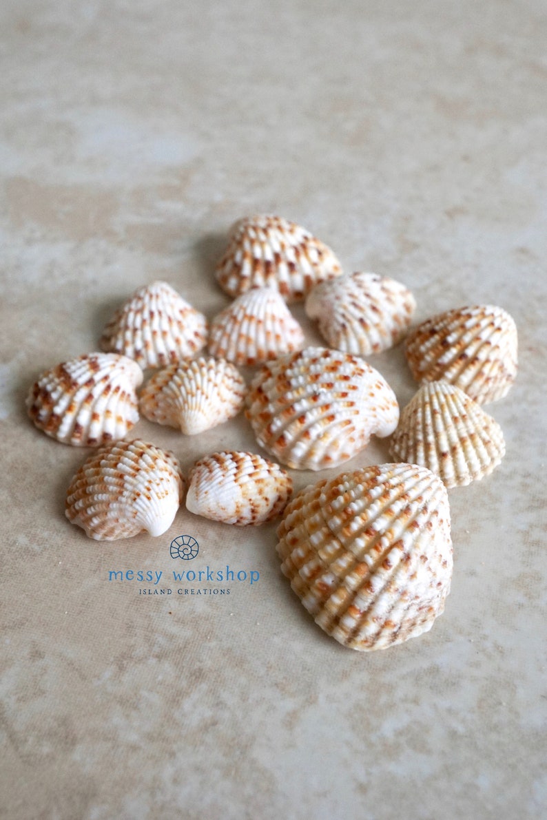 Petite Seashell Craft Mix Miniature Seashells for Crafts | Etsy