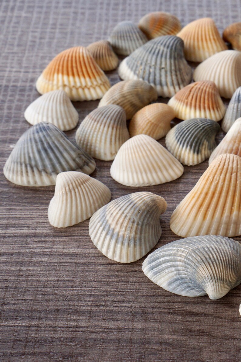 Seashells for Crafts Beach Craft Supplies Handpicked | Etsy