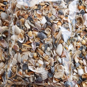 Coquina Seashell Craft Mix * Whole and Crushed Coquina Shell Assortment ...