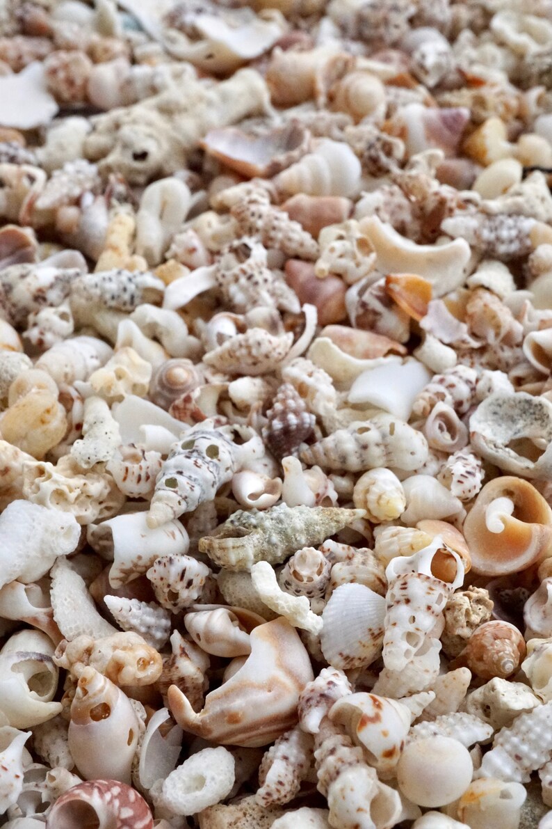 Tiny Seashell Craft Mix Seashells for Fairy Garden - Etsy