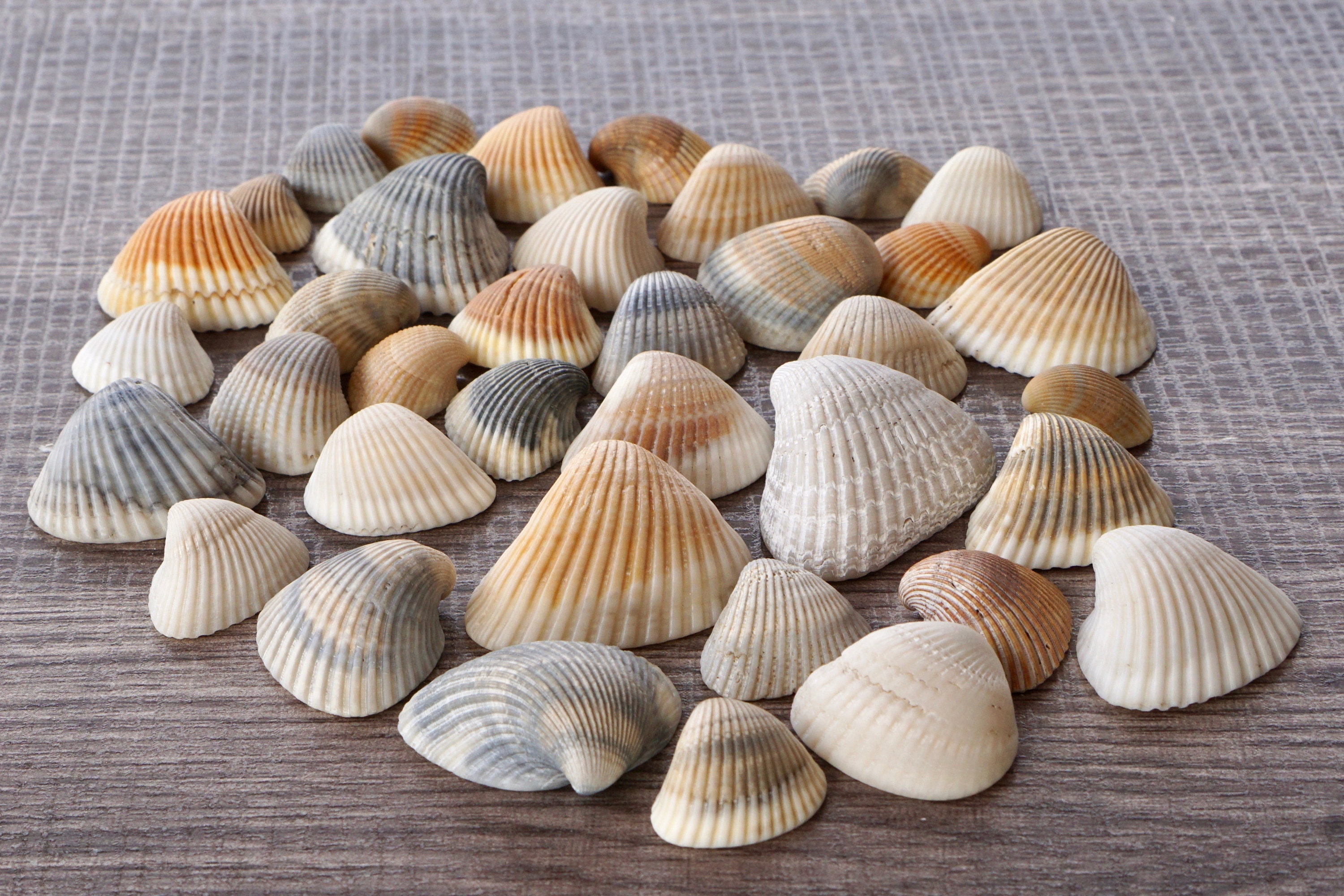 Seashells for crafts Beach craft supplies Handpicked | Etsy