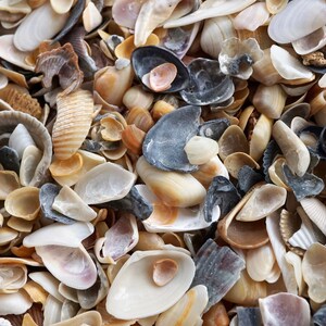Coquina Seashell Craft Mix * Whole and Crushed Coquina Shell Assortment ...