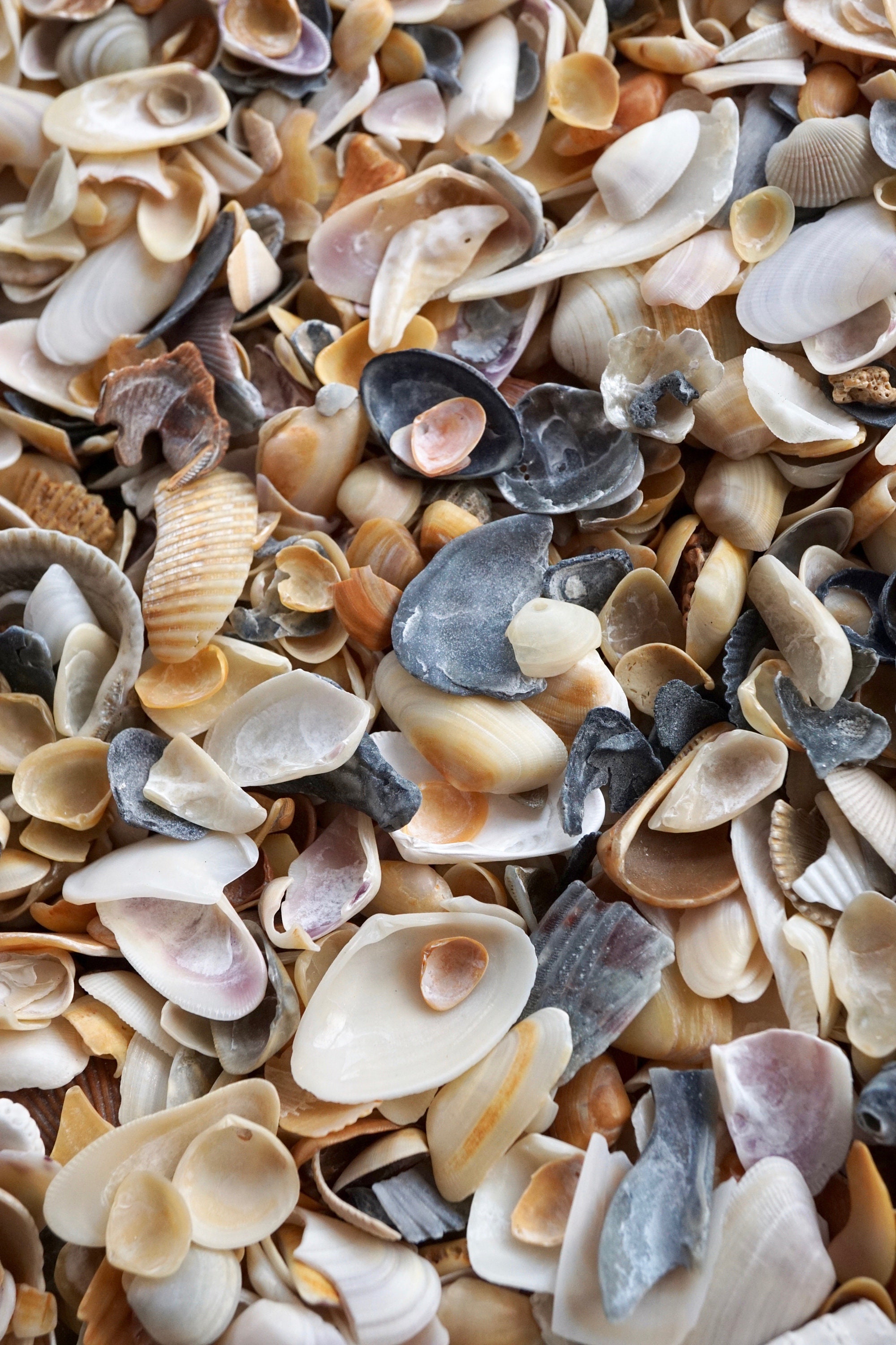 Coquina Seashell Craft Mix Whole and Crushed Coquina Shell - Etsy