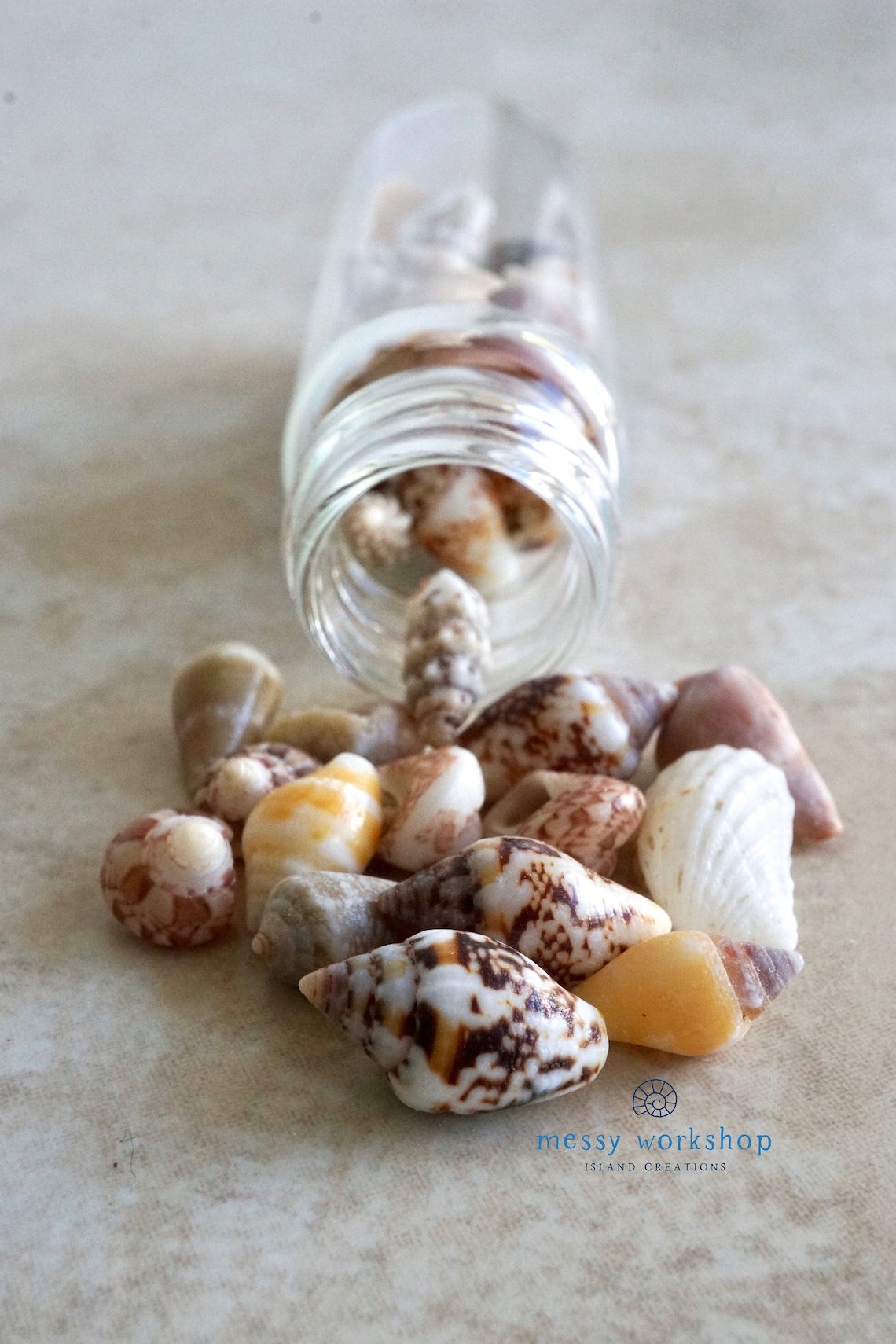 Petite Seashell Craft Mix Miniature Seashells for Crafts | Etsy