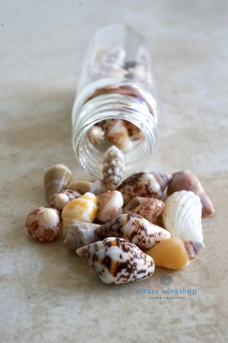 Petite Seashell Craft Mix * Miniature Seashells for Crafts * Tiny ...