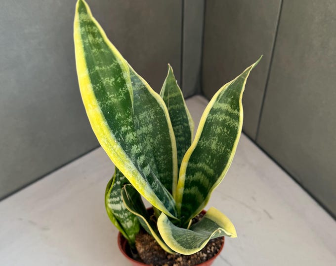 Sansevieria Superba Snake Plant - Shipped in 4" Pot - Etsy
