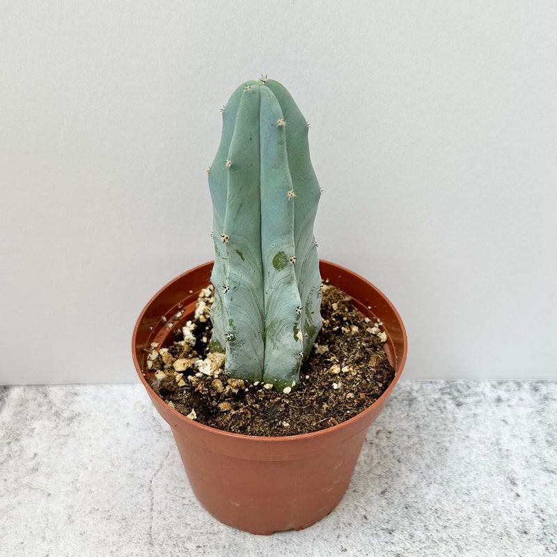 Blue Cactus - Etsy