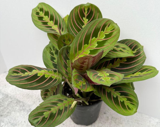 Red Maranta Prayer Plant - Shipped in 4" Pot - Etsy