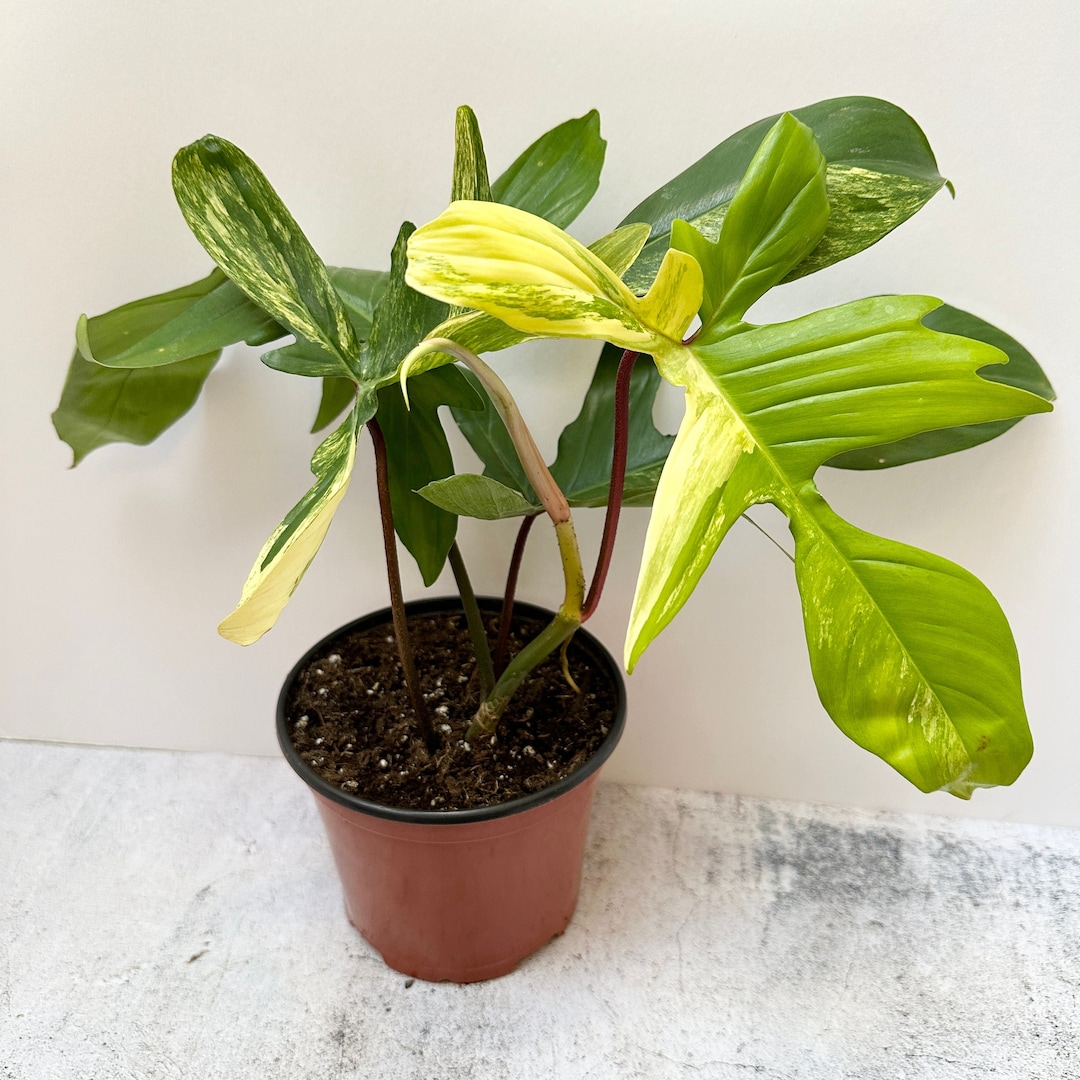 Variegated Philodendron Florida Beauty - Exact Plant Shipped in 6" Pot ...