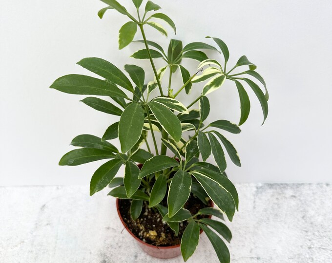 Variegated Dwarf Umbrella Plant Schefflera Arboricola - Shipped in 4 ...