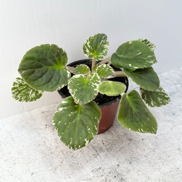 Variegated African Violets - Etsy