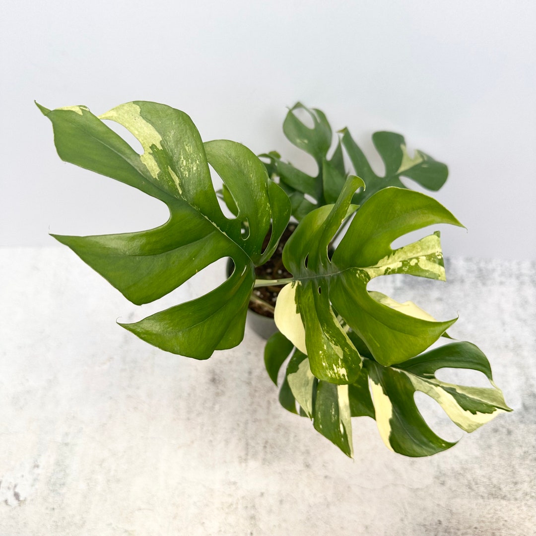 Rhaphidophora Tetrasperma Variegata Variegated Mini Monstera Ginny ...