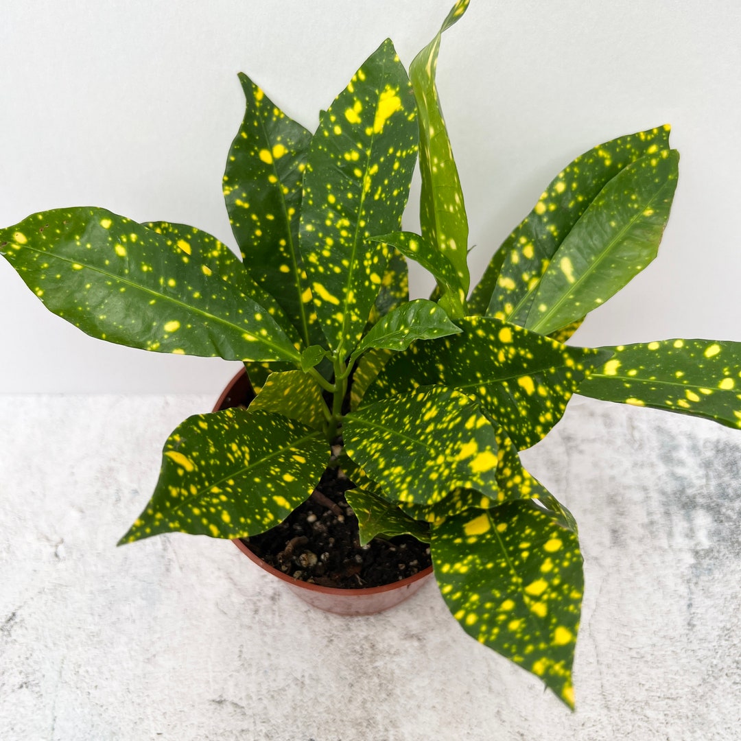 Gold Dust Croton Codiaeum Variegatum Shipped in 4 Pot - Etsy