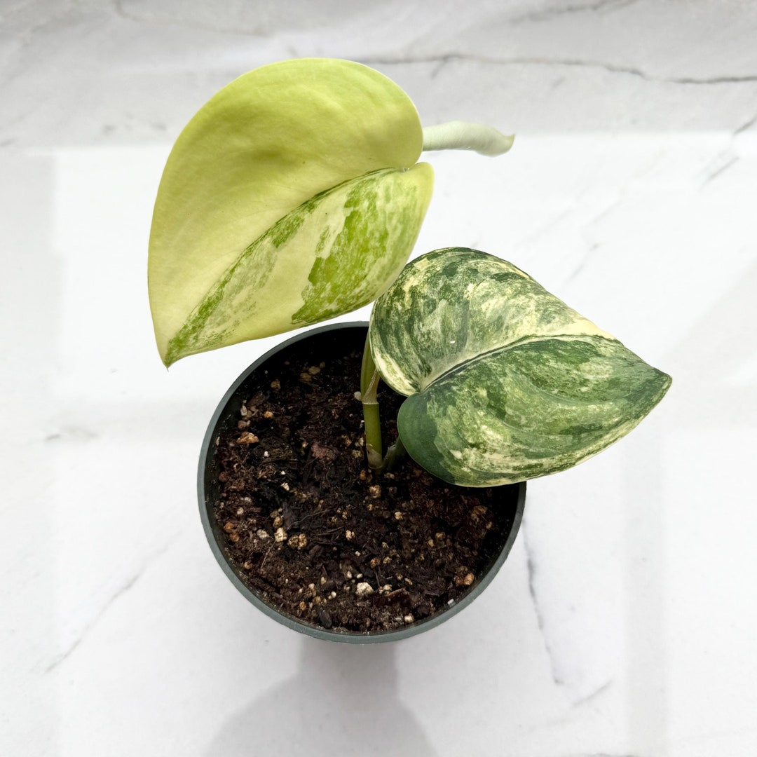 Variegated Scindapsus Pictus Satin Jade Multiple Choices Shipped in 4 ...
