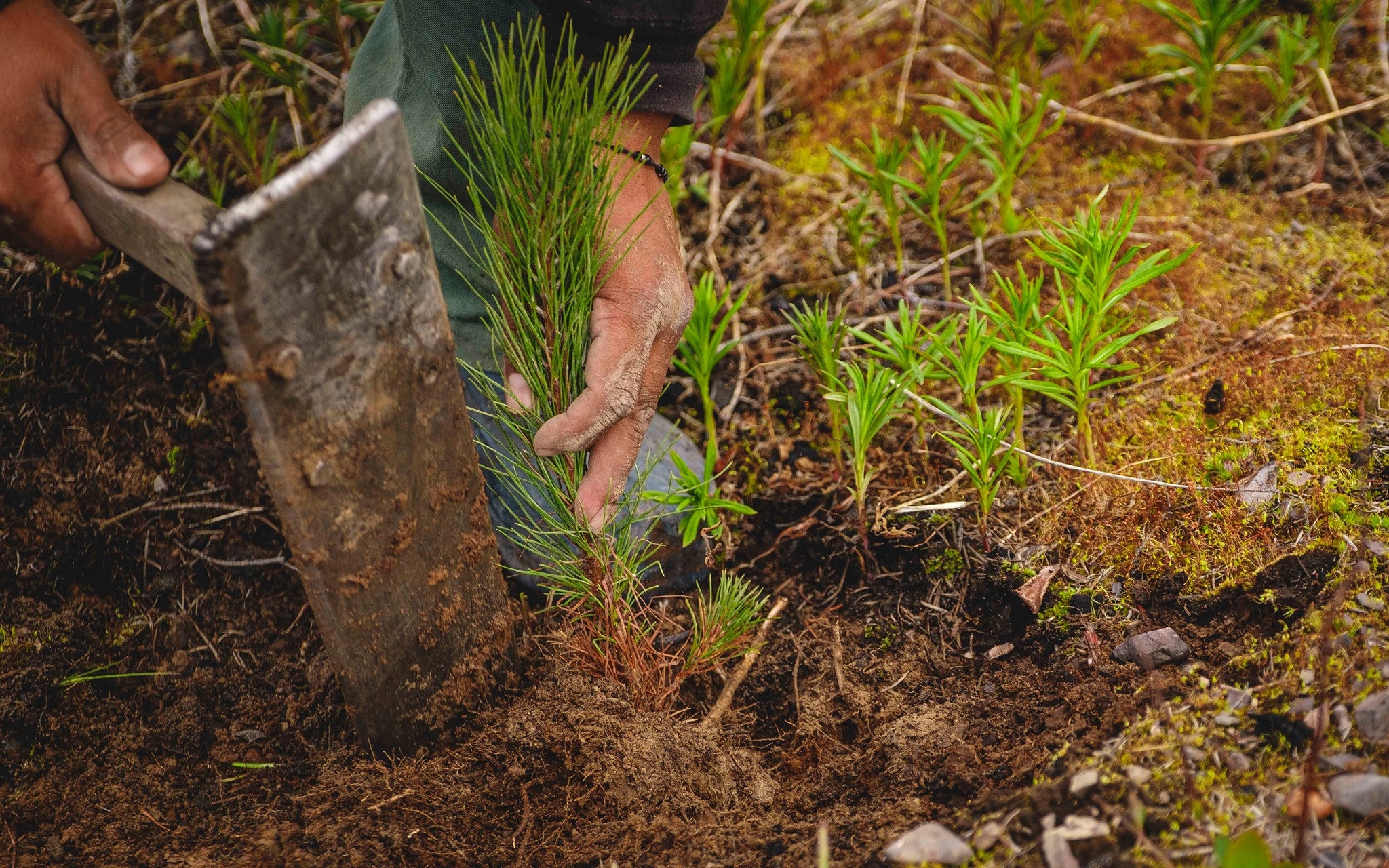 Living Tree Tribute: Sympathy Funeral Gift * Commemorative, Memorial ...