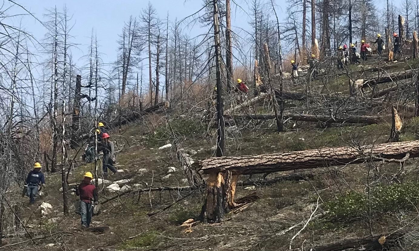 Living Tree Tribute: Sympathy Funeral Gift * Commemorative, Memorial ...