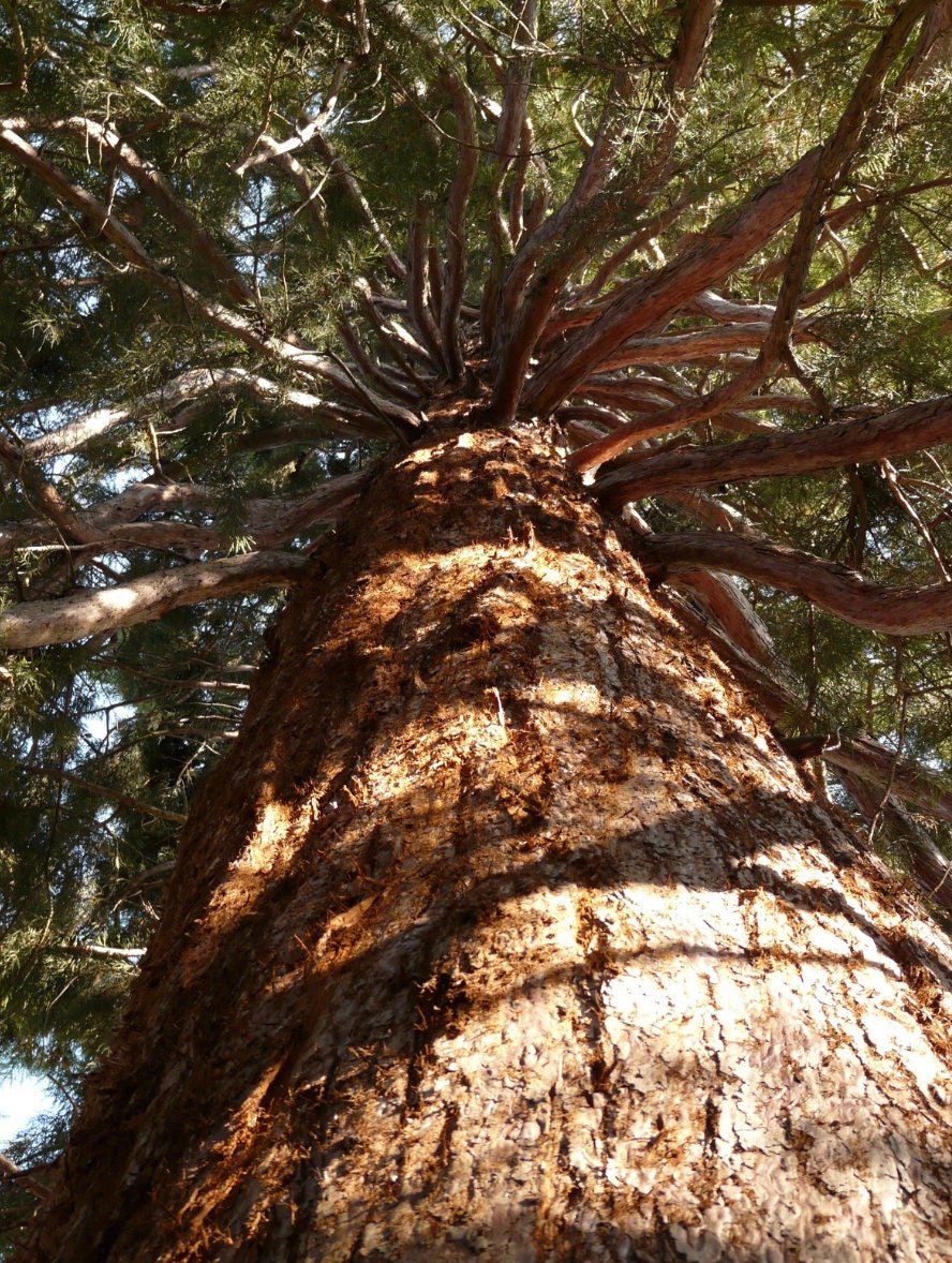 Shop for a Cause: Help Save the Sequoias Plant a Sequoia Tree in a ...