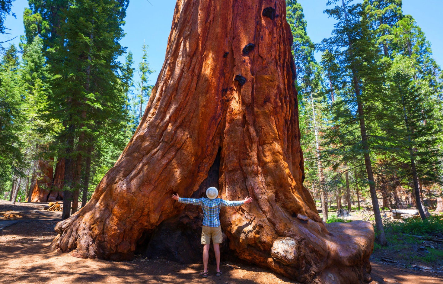 Shop for a Cause: Help Save the Sequoias Plant a Sequoia Tree in a ...