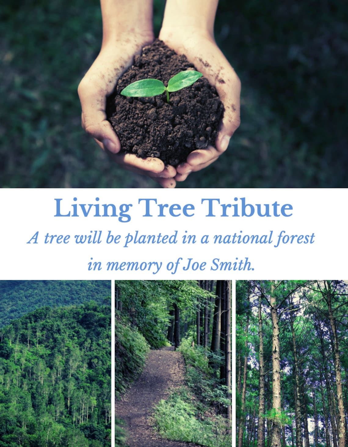 Living Tree Tribute: Sympathy Funeral Gift * Commemorative, Memorial ...
