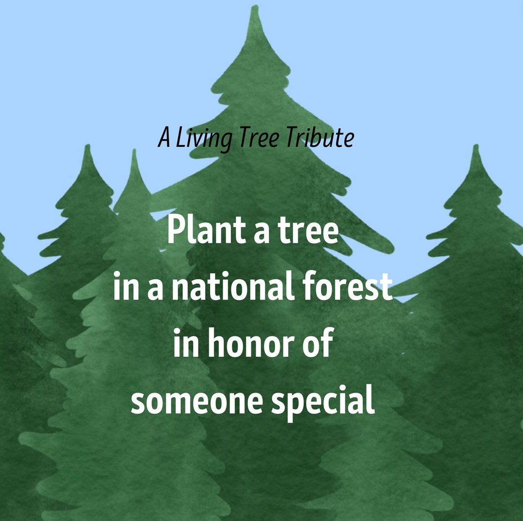 Living Tree Tribute: Sympathy Funeral Gift * Commemorative, Memorial ...