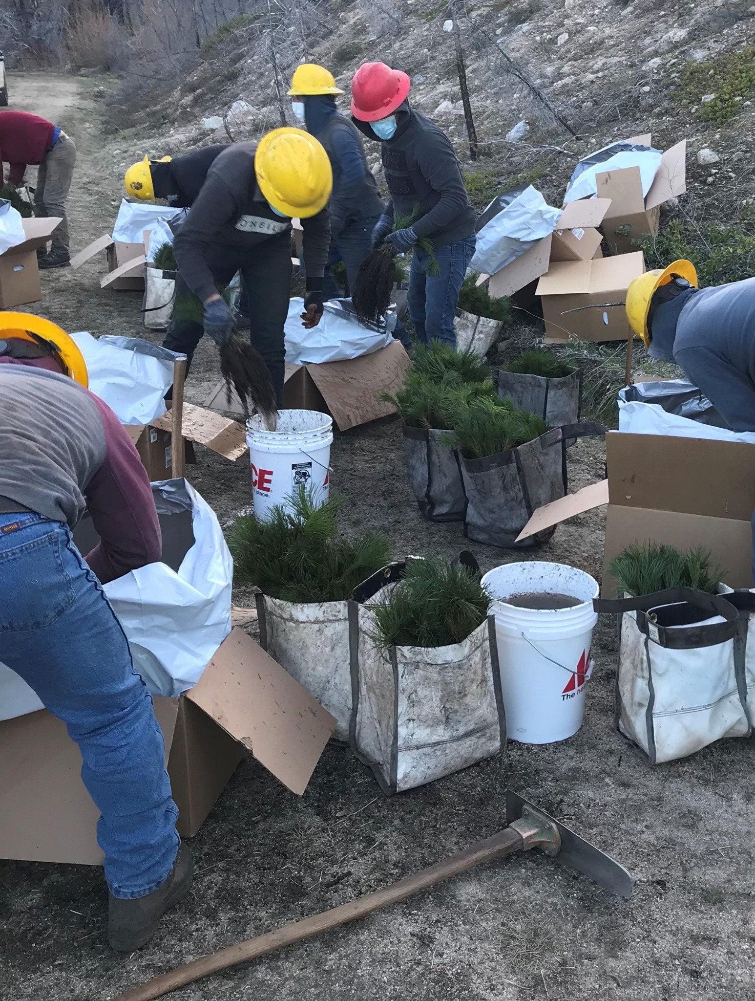 Living Tree Tribute: Sympathy Funeral Gift * Commemorative, Memorial ...