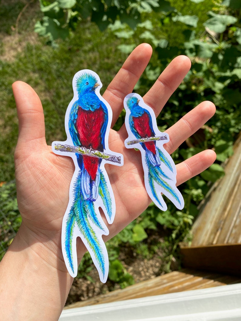 Quetzal Sticker: Colored Pencil Drawing, Guatemala Bird Decal - Etsy