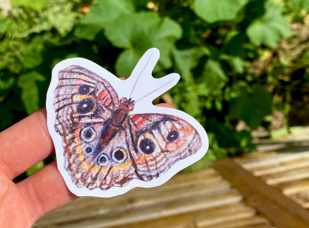 Common Buckeye Butterfly Sticker: Colored Pencil Insect Decal - Etsy
