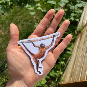 Spider Monkey Sticker, Colored Pencil Animal Drawing, Jungle Wildlife ...