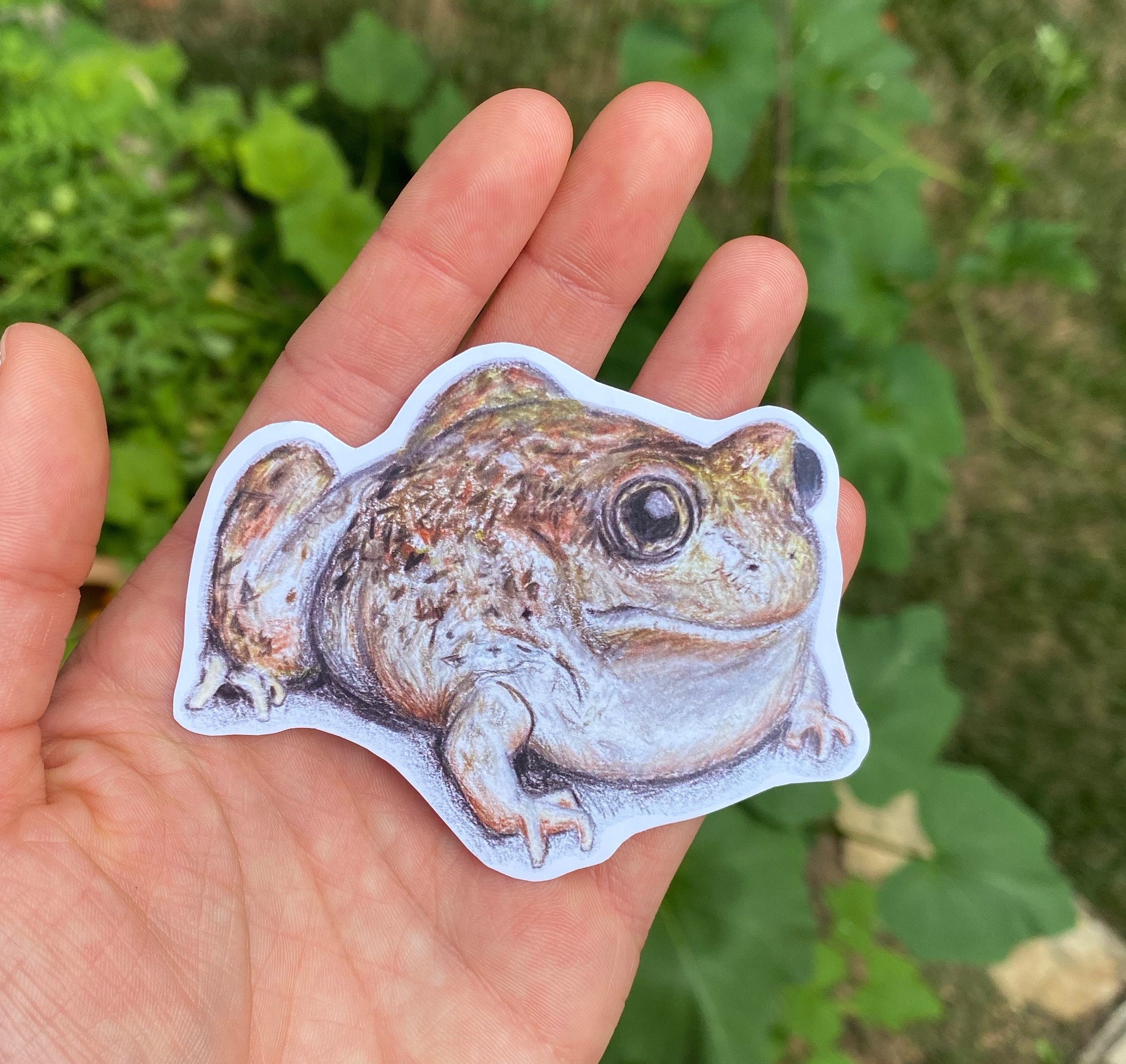 Colored Pencil Frog Sticker: Wildlife Art Decal - Etsy