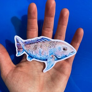 Red Snapper Sticker, Colored Pencil Marine Animal Snapper Original ...