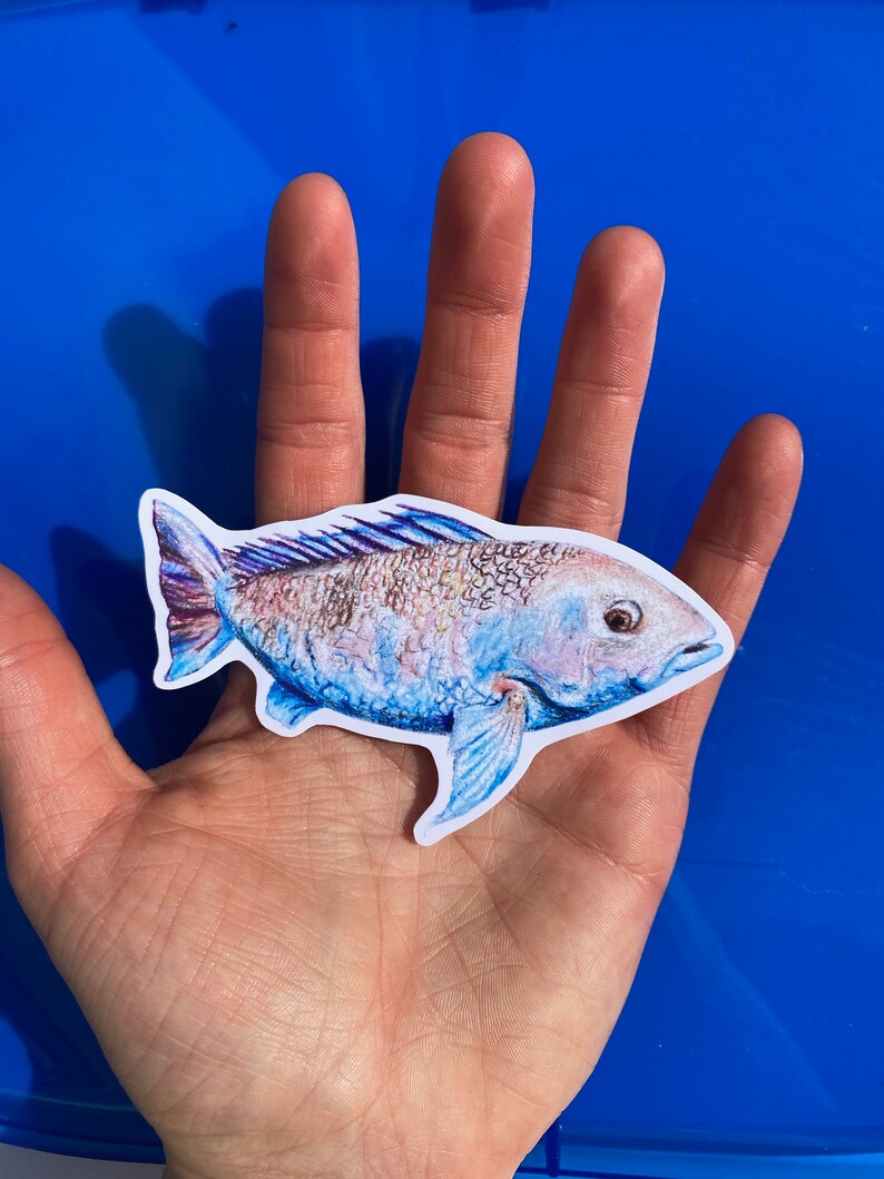 Red Snapper Sticker Colored Pencil Marine Animal Snapper - Etsy