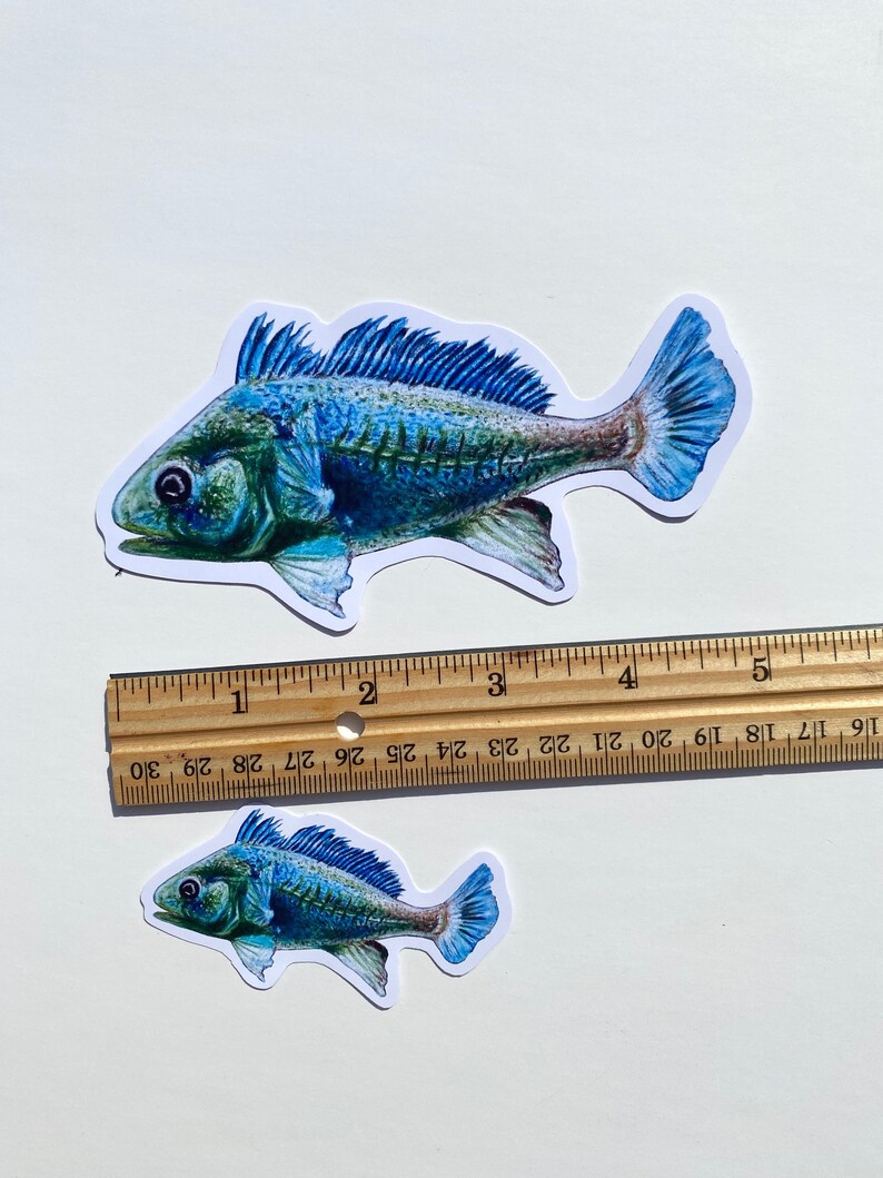 Fish Croaker Sticker, Colored Pencil Wild Animal Croaker Original ...