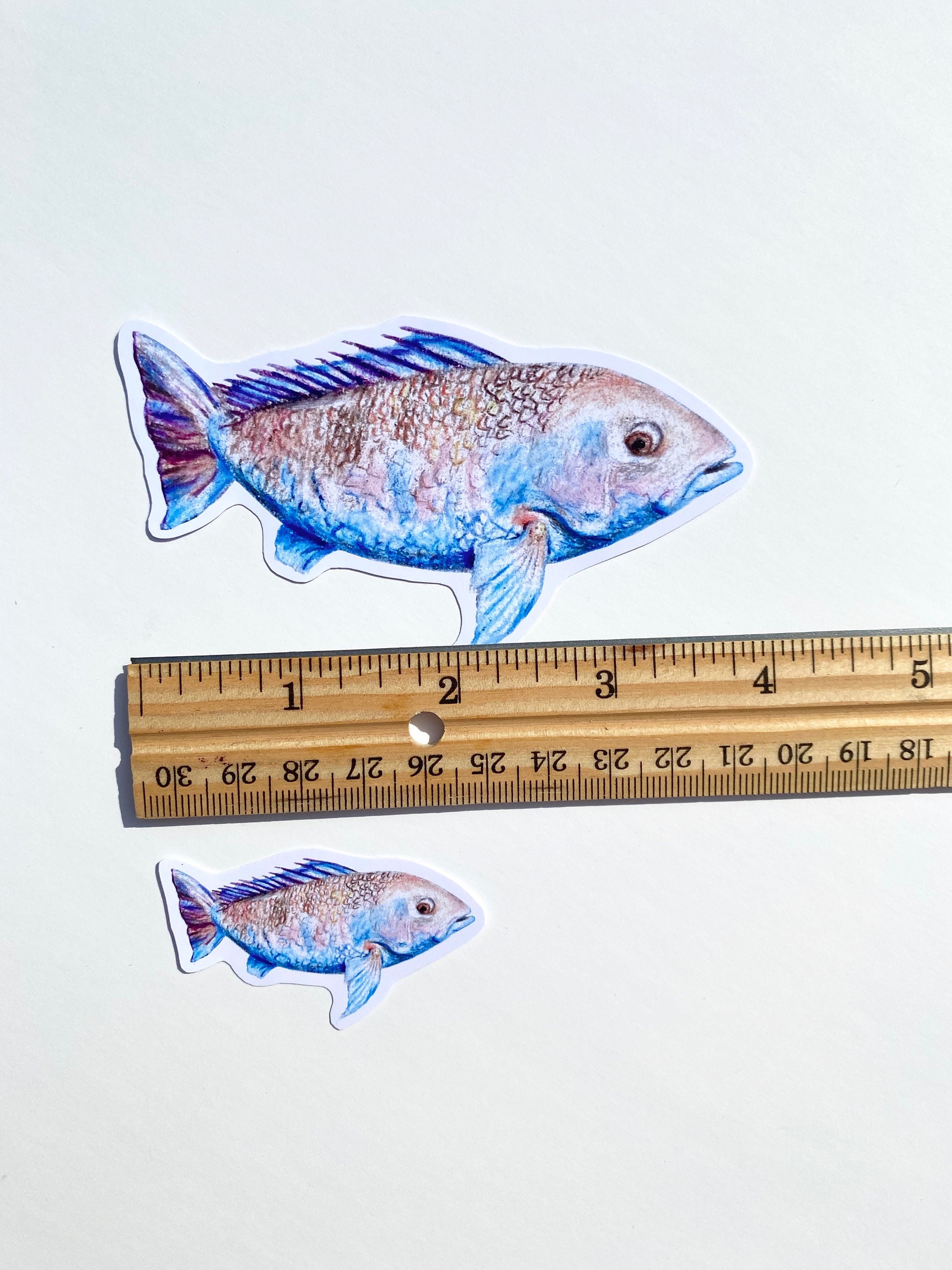 Red Snapper Sticker Colored Pencil Marine Animal Snapper - Etsy