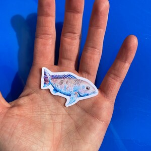 Red Snapper Sticker, Colored Pencil Marine Animal Snapper Original ...