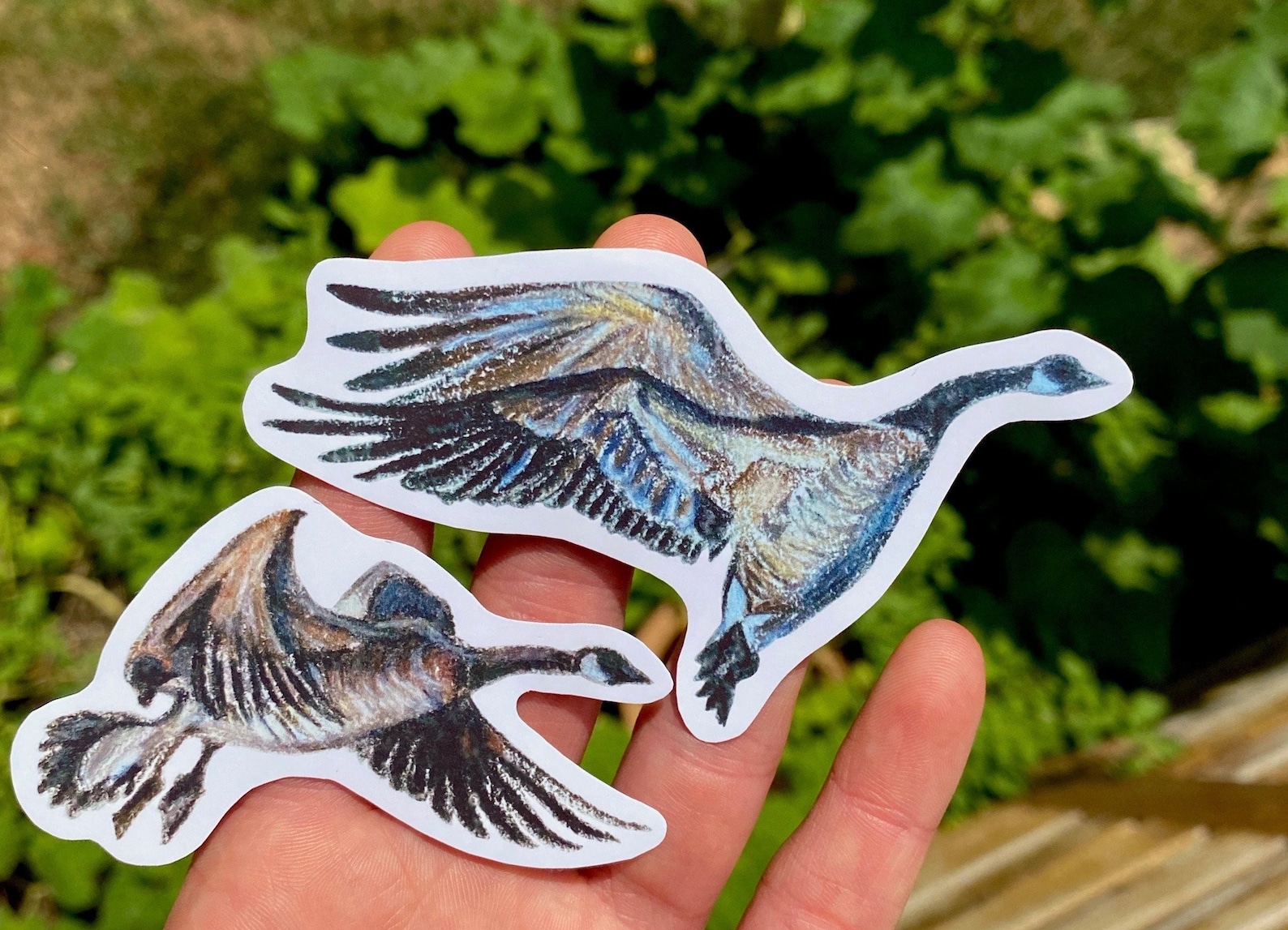 Canada Geese Stickers: Colored Pencil Bird Art Decals - Etsy