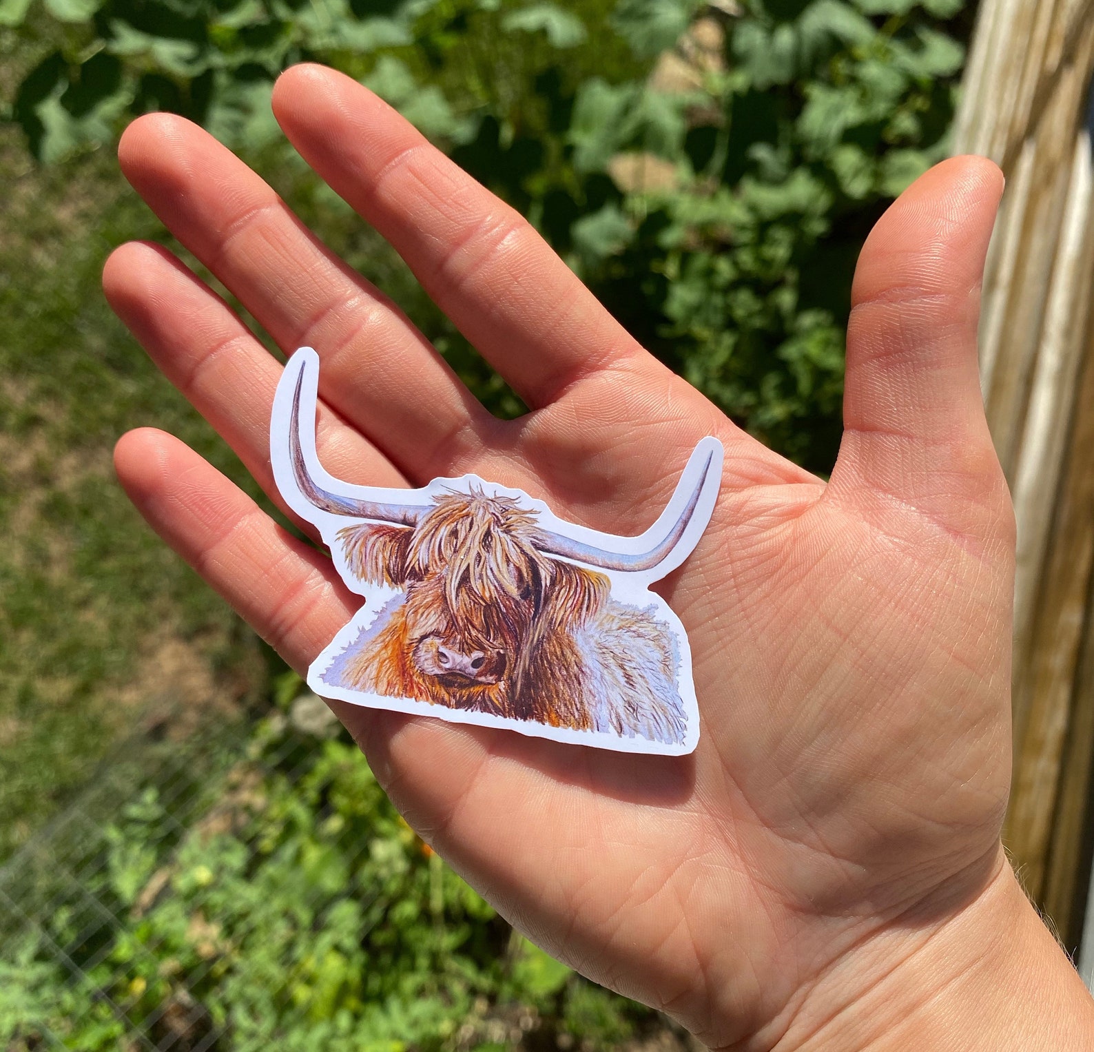 Highland Cow Sticker: Colored Pencil Scottish Cattle Art - Etsy