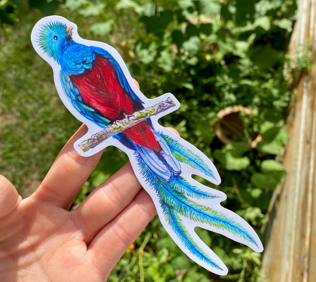 Quetzal Sticker: Colored Pencil Drawing, Guatemala Bird Decal - Etsy