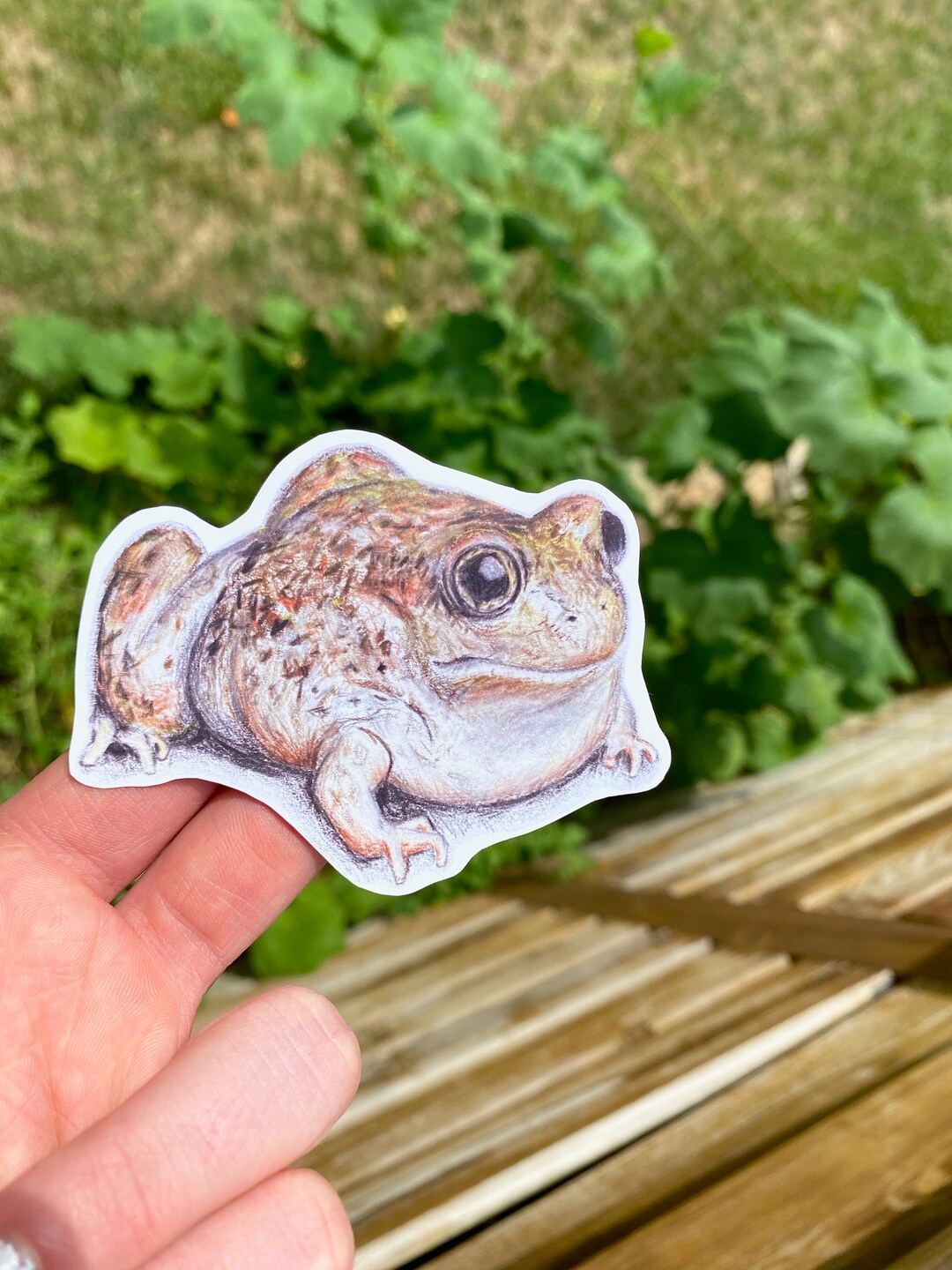 Frog Sticker, Colored Pencil Animal Drawing, Frog / Toad Wildlife Art ...